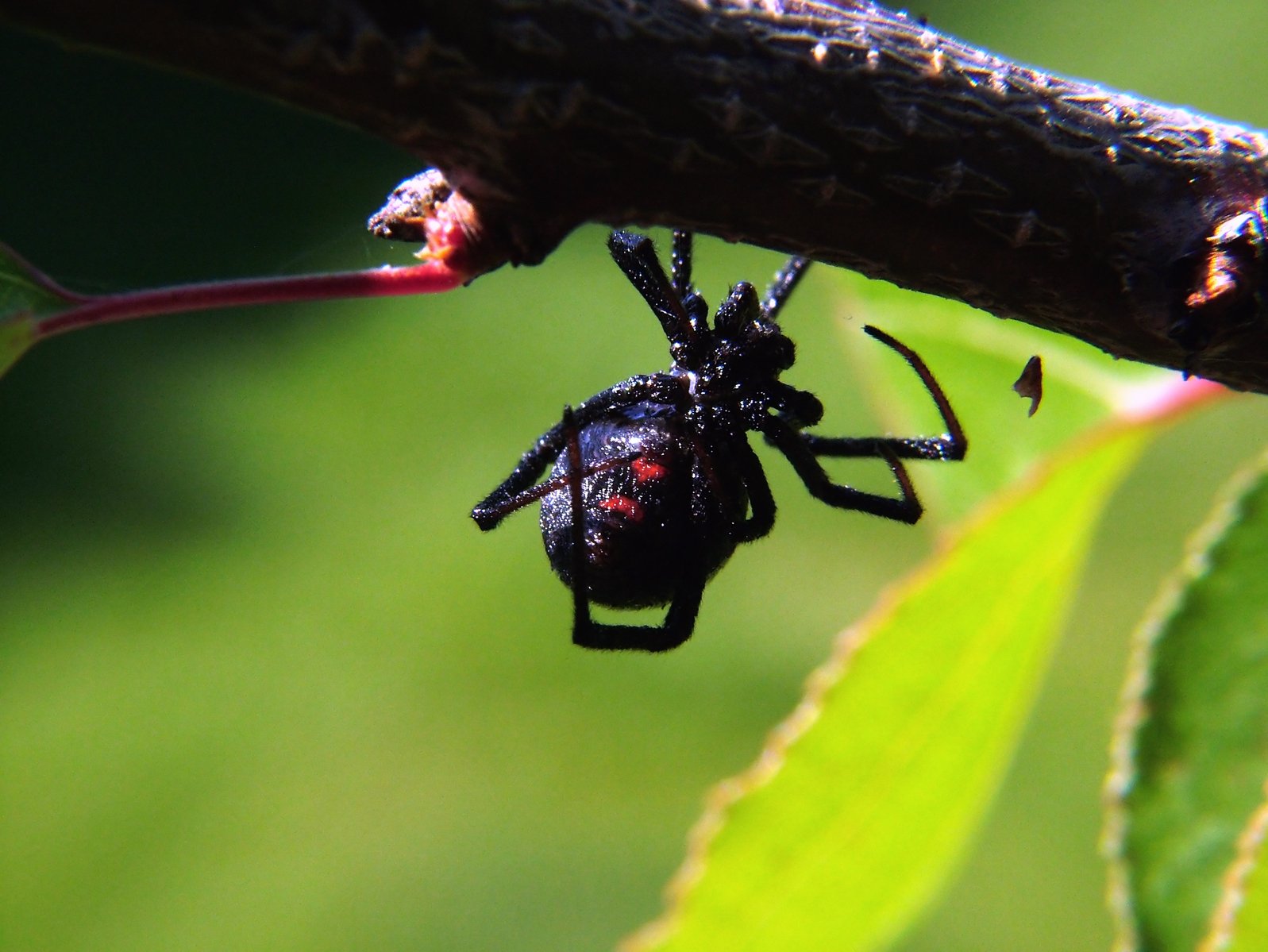 Home - Redline Pest Defense